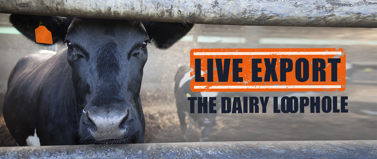 End dairy cow live exports today